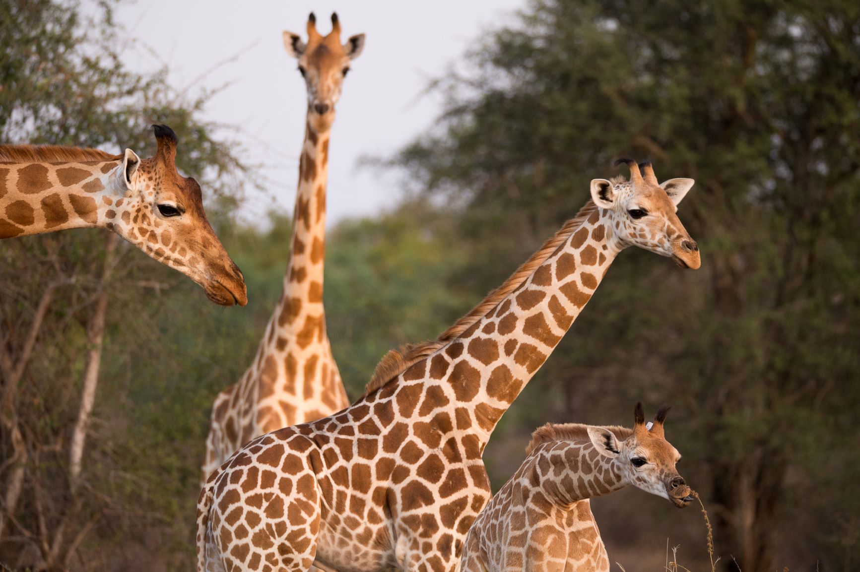 Le Parc De Zakouma - APIE NEWS