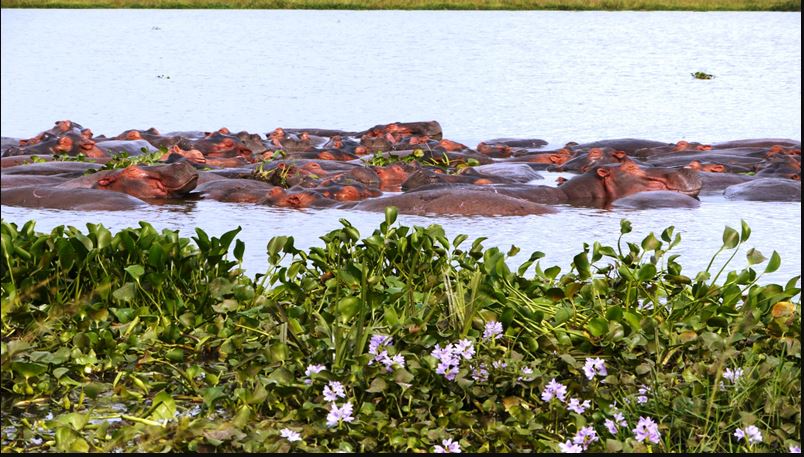 Rusizi National Park - APIE NEWS